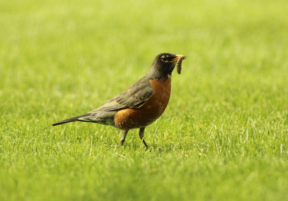 Diana's Garden – Gardening, Birding, Bouquets, and More!