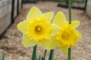 Diana Margarette Bouquets