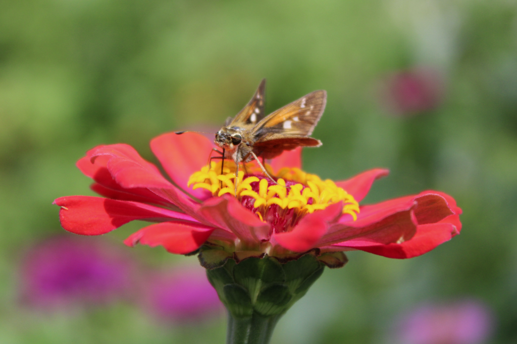 Diana Margarette Bouquets